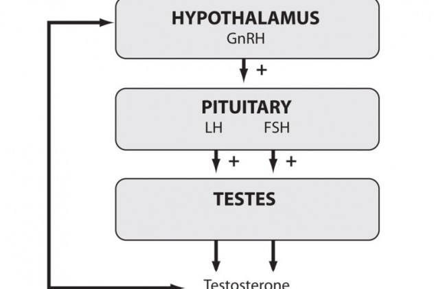 Getting to Know the HPTA | ΓΙΩΡΓΟΣ ΤΟΥΛΙΑΤΟΣ. Η Σωματοδόμηση με το ...
