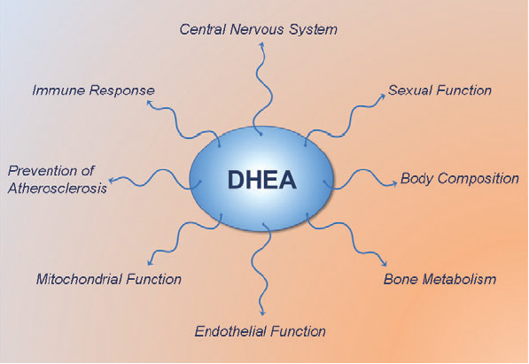 DHEA (ΔΙΥΔΡΟΕΠΙΑΝΔΡΟΣΤΕΡΟΝΗ) | | ΓΙΩΡΓΟΣ ΤΟΥΛΙΑΤΟΣ. Η Σωματοδόμηση με ...